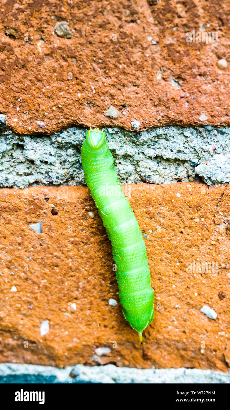 green inchworm climbing up house wall Stock Photo - Alamy