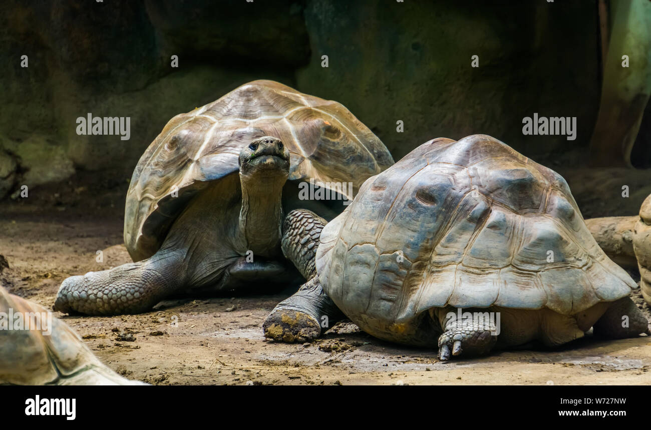 Intimacy intimate mature adult hi-res stock photography and images - Alamy