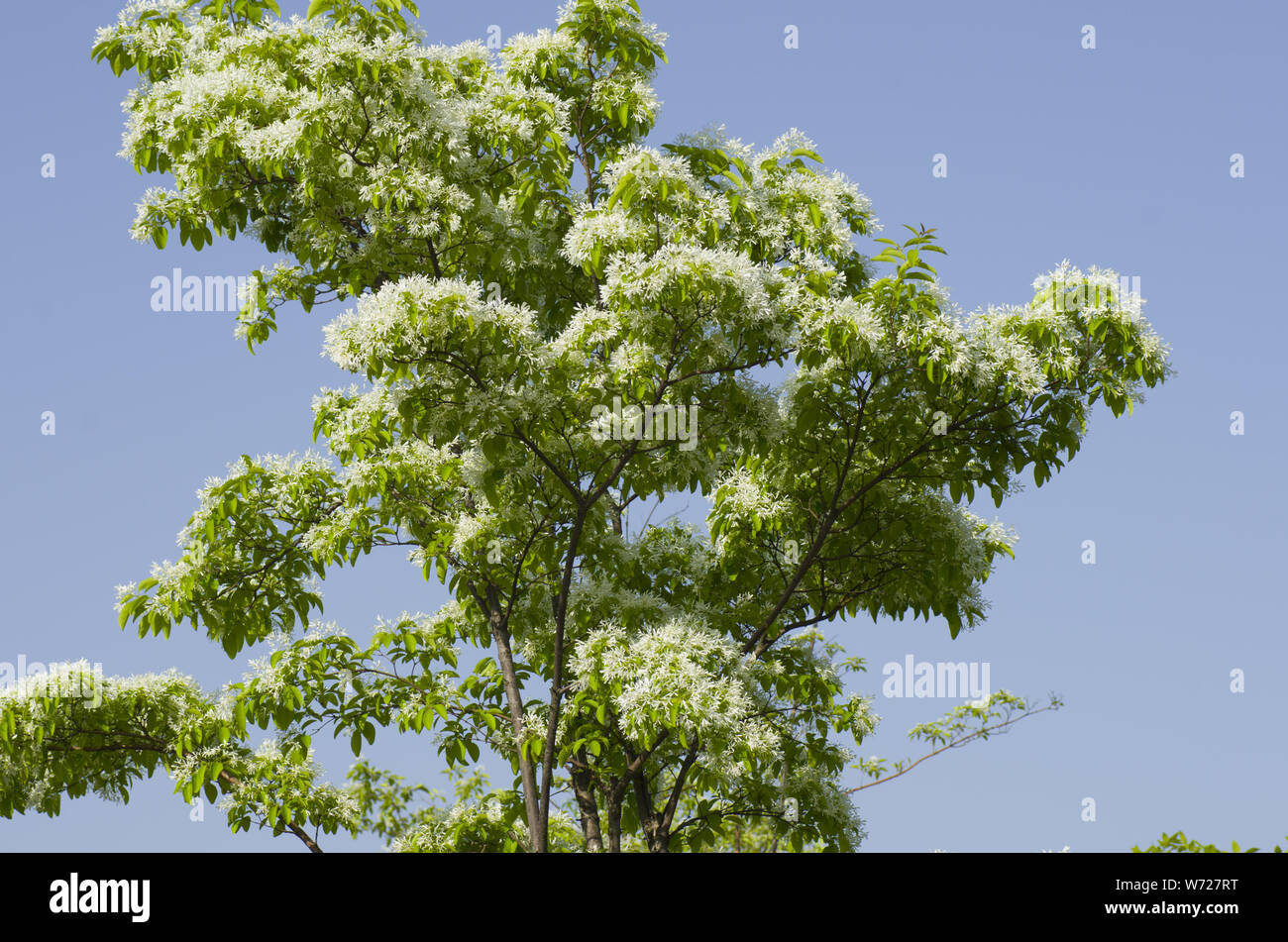tree of white flower blossom Stock Photo - Alamy