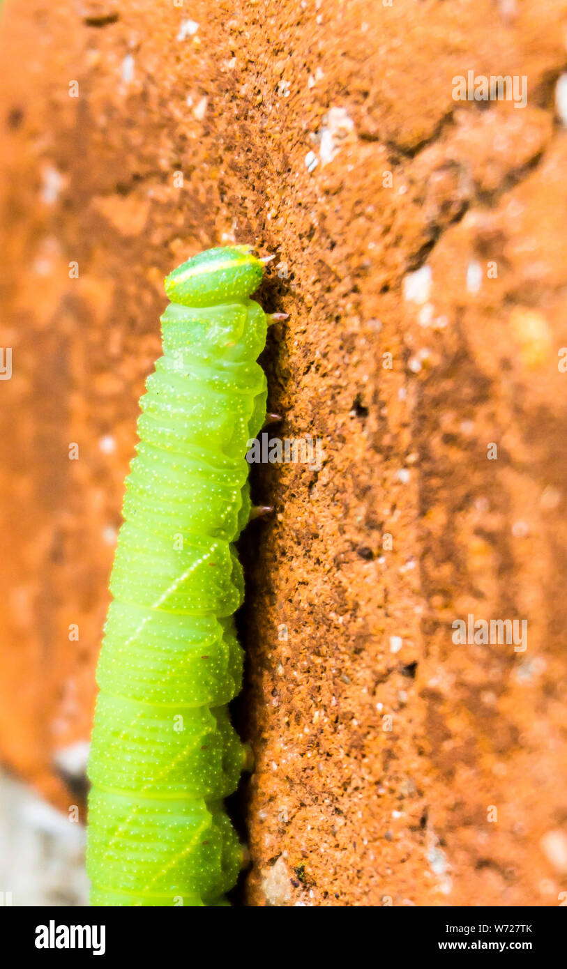 green inchworm climbing up house wall Stock Photo - Alamy