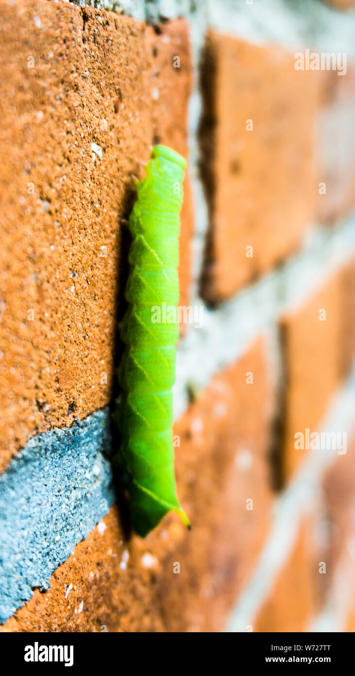 House worm hi-res stock photography and images - Alamy