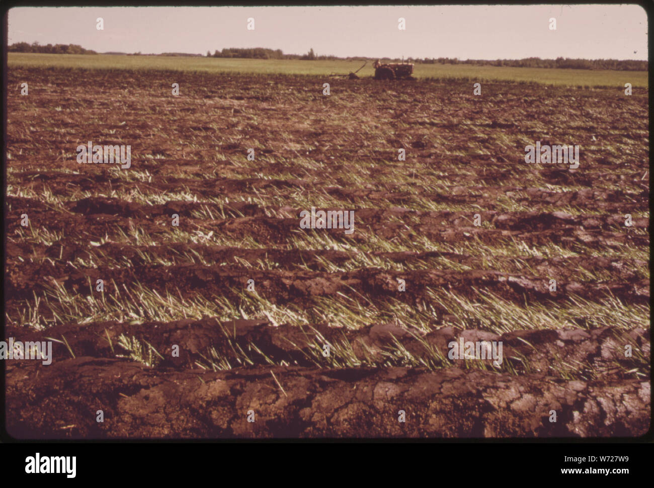 FARMER NEAR GRYGLA PLOUGHS UP AN UNPRODUCTIVE HAYFIELD FOR RESEEDING ...