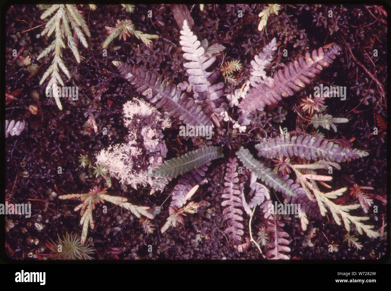 Class of ferns hi-res stock photography and images - Alamy
