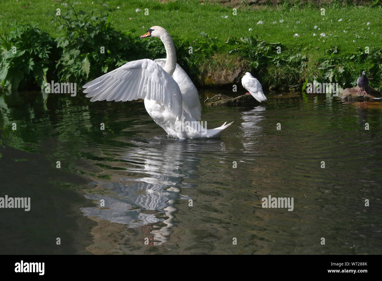 Mute swan and dove Stock Photo - Alamy