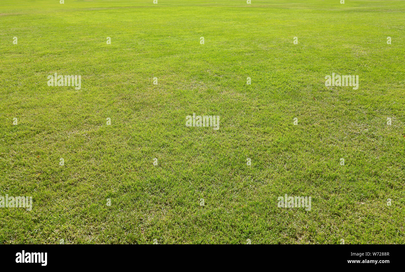 Green lawn for background, horizontal Stock Photo - Alamy
