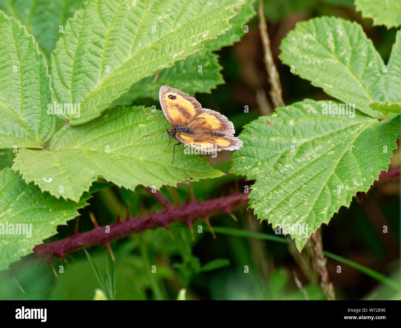 Golden butterflys hi-res stock photography and images - Alamy