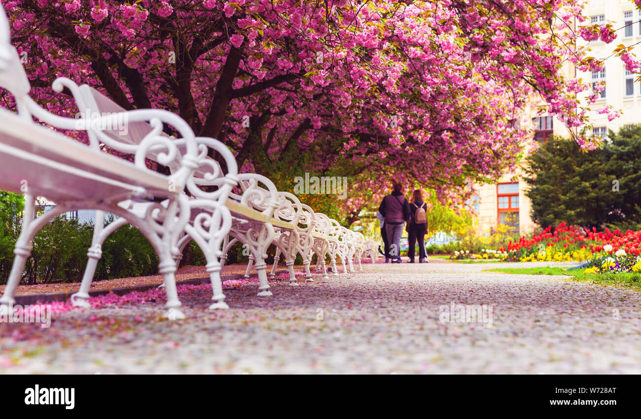 Season park plum blossom beautiful environment hi-res stock photography ...