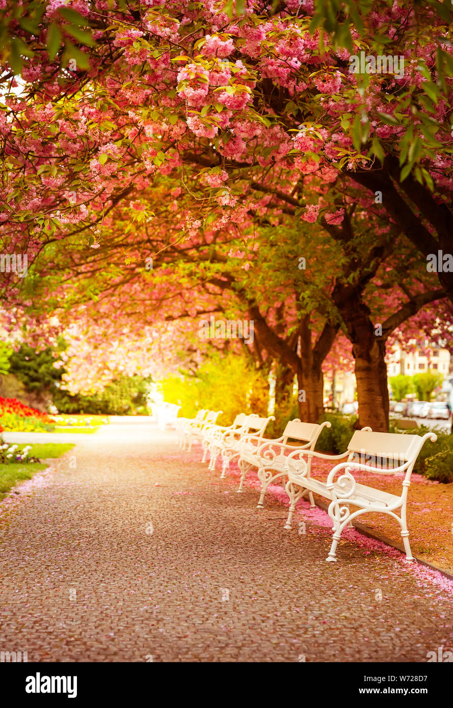 Park with blossom sakura, flower lawn and benches Stock Photo - Alamy