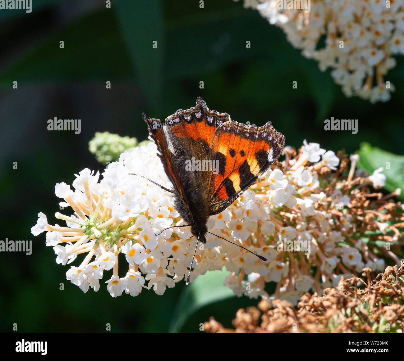 Tortoisehell butterfly hi-res stock photography and images - Alamy