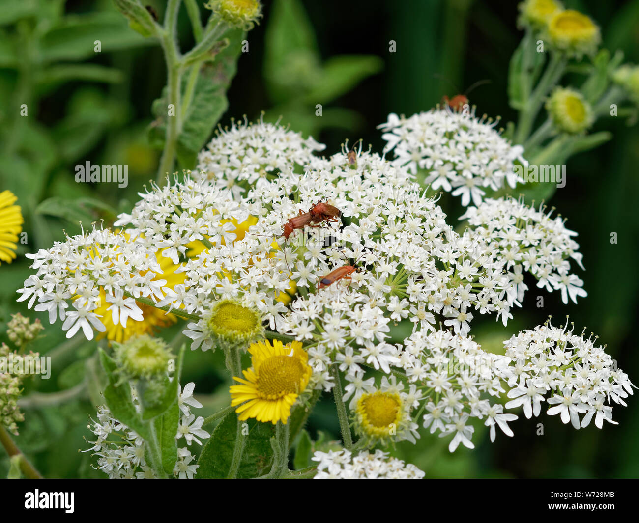 Ground Elder, Aegopodium podagraria Stock Photo - Alamy
