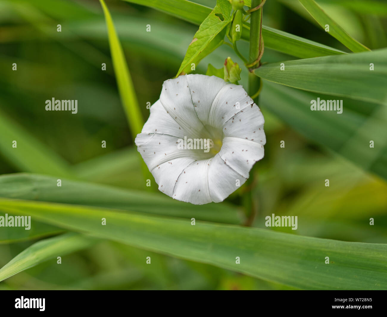 Long trailing stems hi-res stock photography and images - Alamy