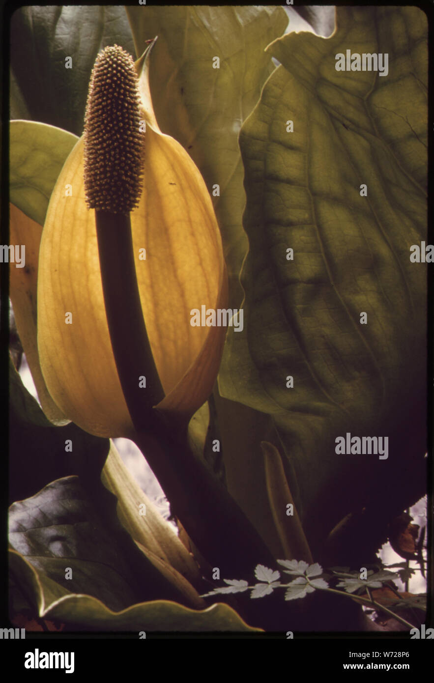 FLOWERING SKUNK CABBAGE IN A PRIVATE FOREST PRESERVE AT GREEN MOUNTAIN ...