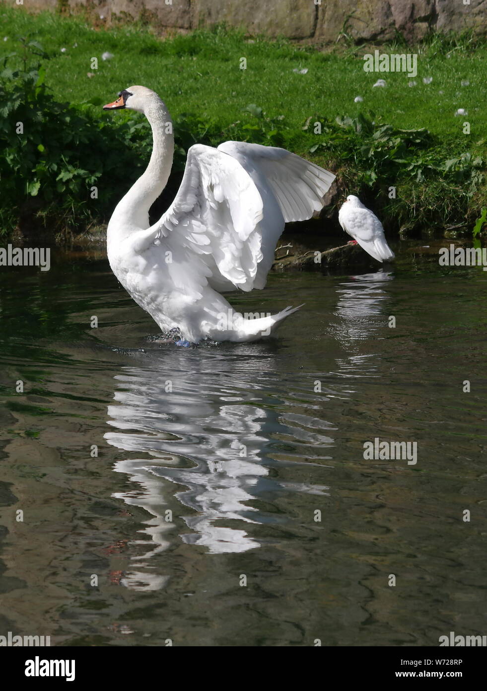 Launching of the swan hi-res stock photography and images - Alamy