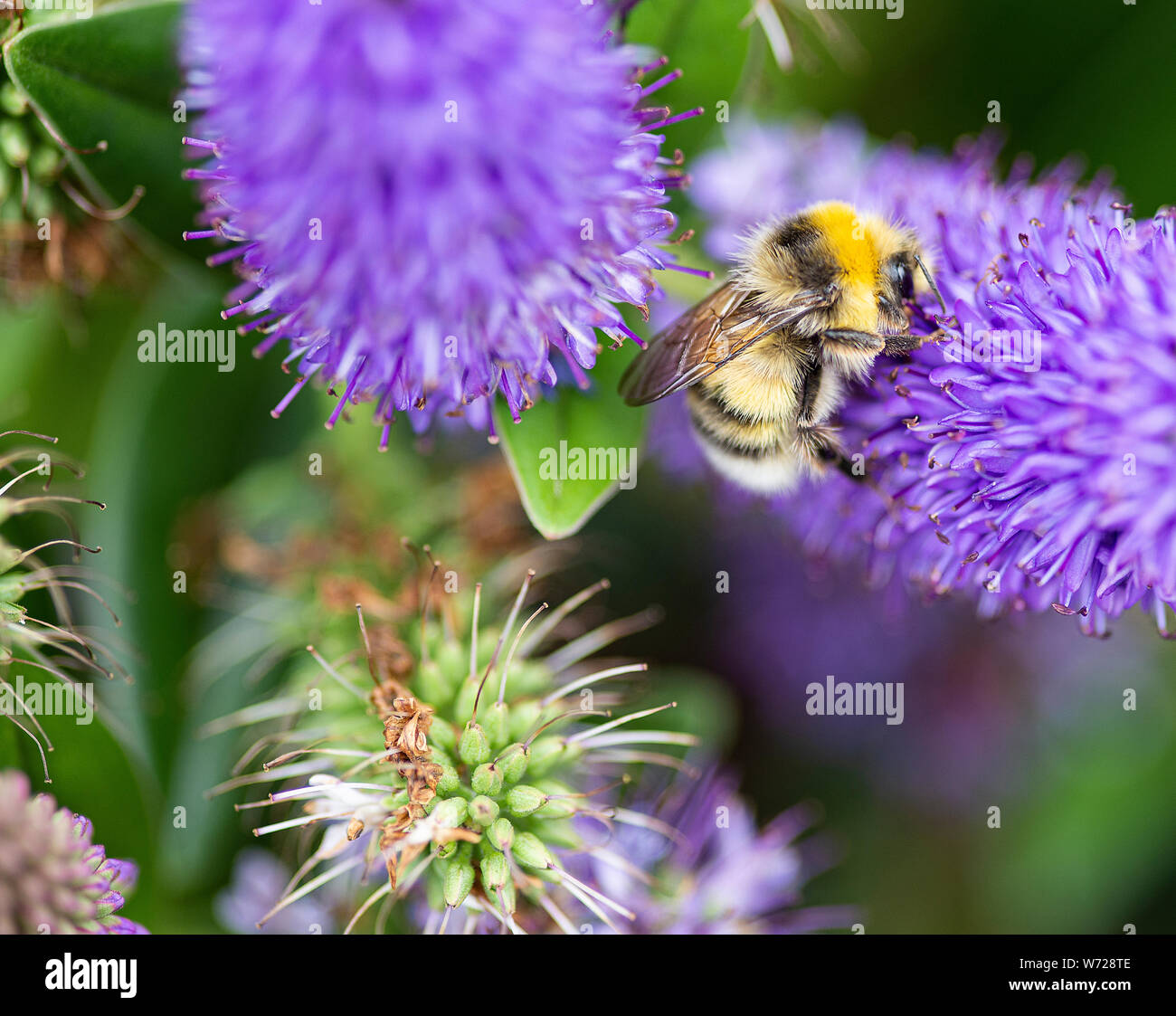 Flying bumblbee hi-res stock photography and images - Alamy