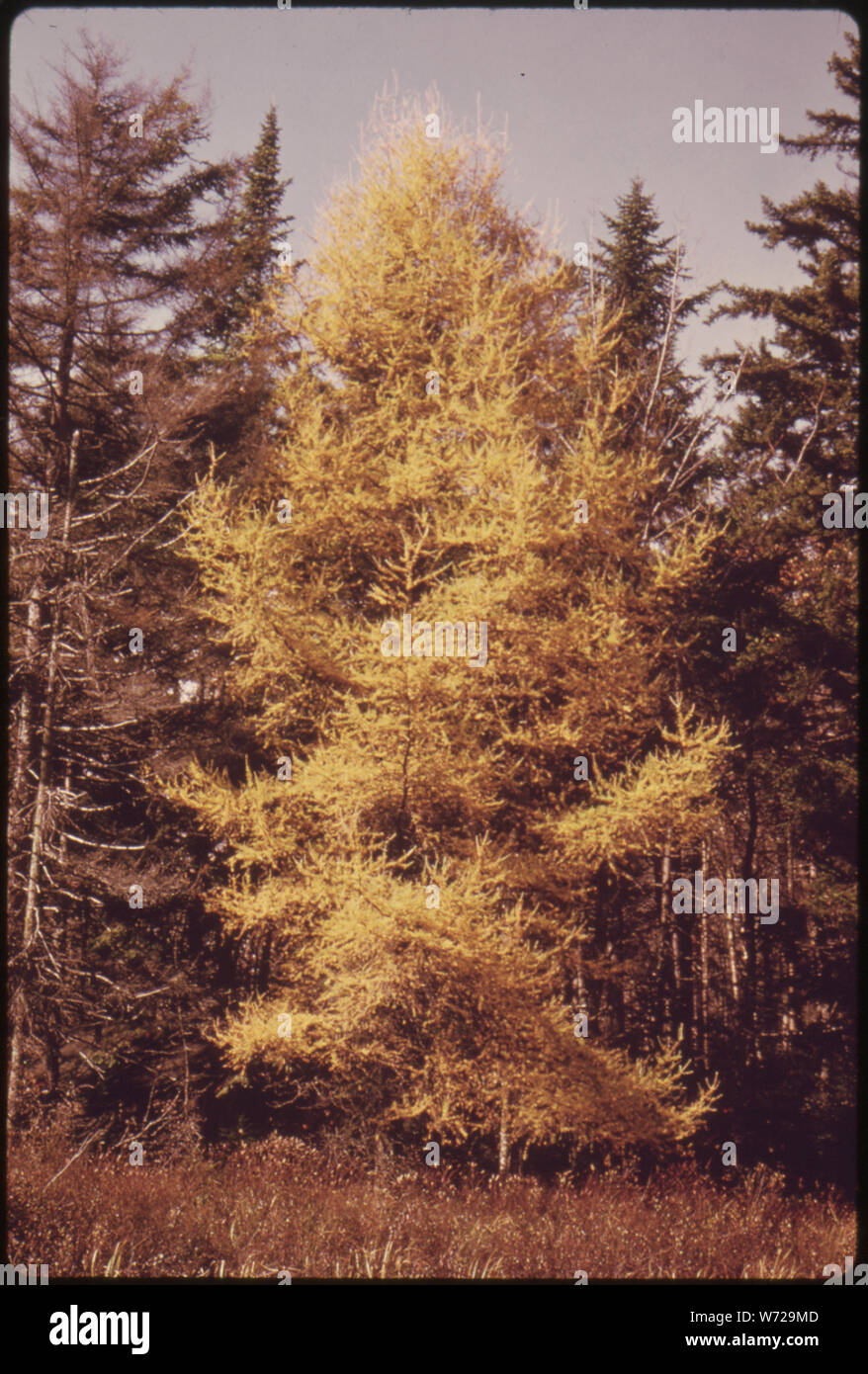 FULL GROWN TAMARACK TREE AT TWITCHELL LAKE Stock Photo - Alamy