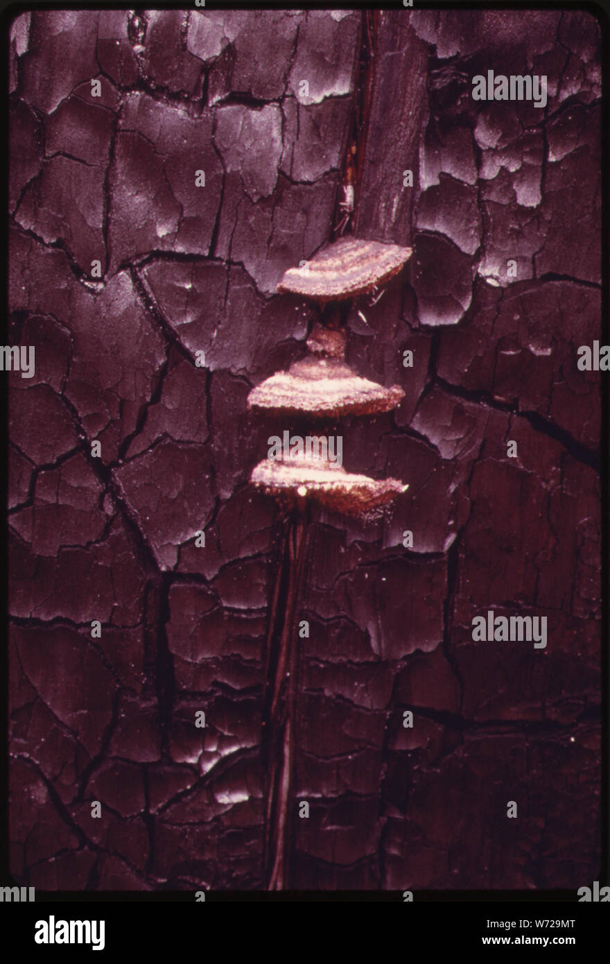 FUNGUS GROWING ON A STUMP BURNED WITH SLASH IN A FIVE-YEAR-OLD CLEAR ...