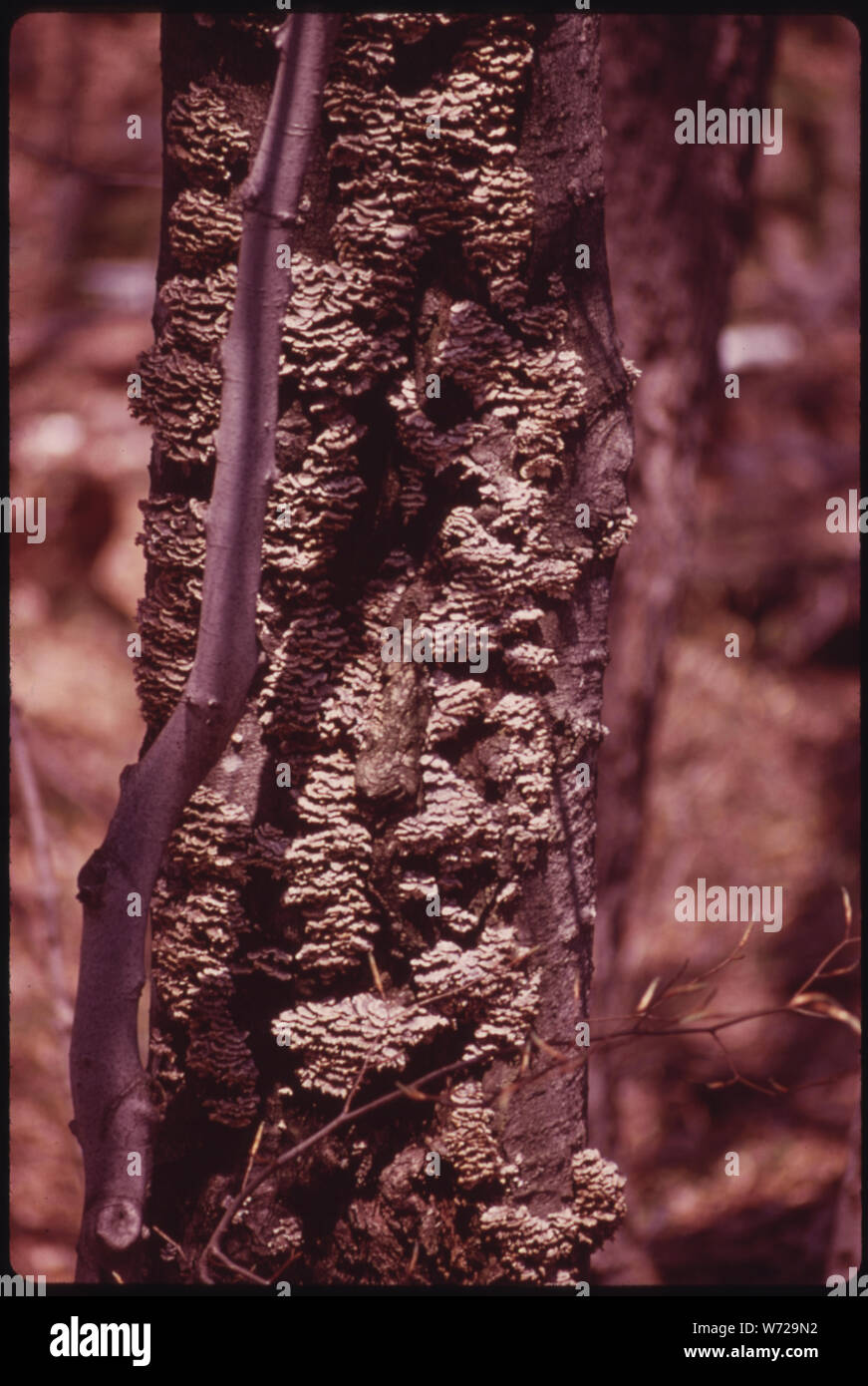 FUNGUS ON A DEAD BEECH TREE IN THE ADIRONDACK FOREST PRESERVE OF NEW ...