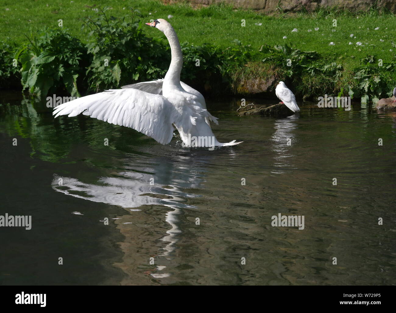 Launching of the swan hi-res stock photography and images - Alamy