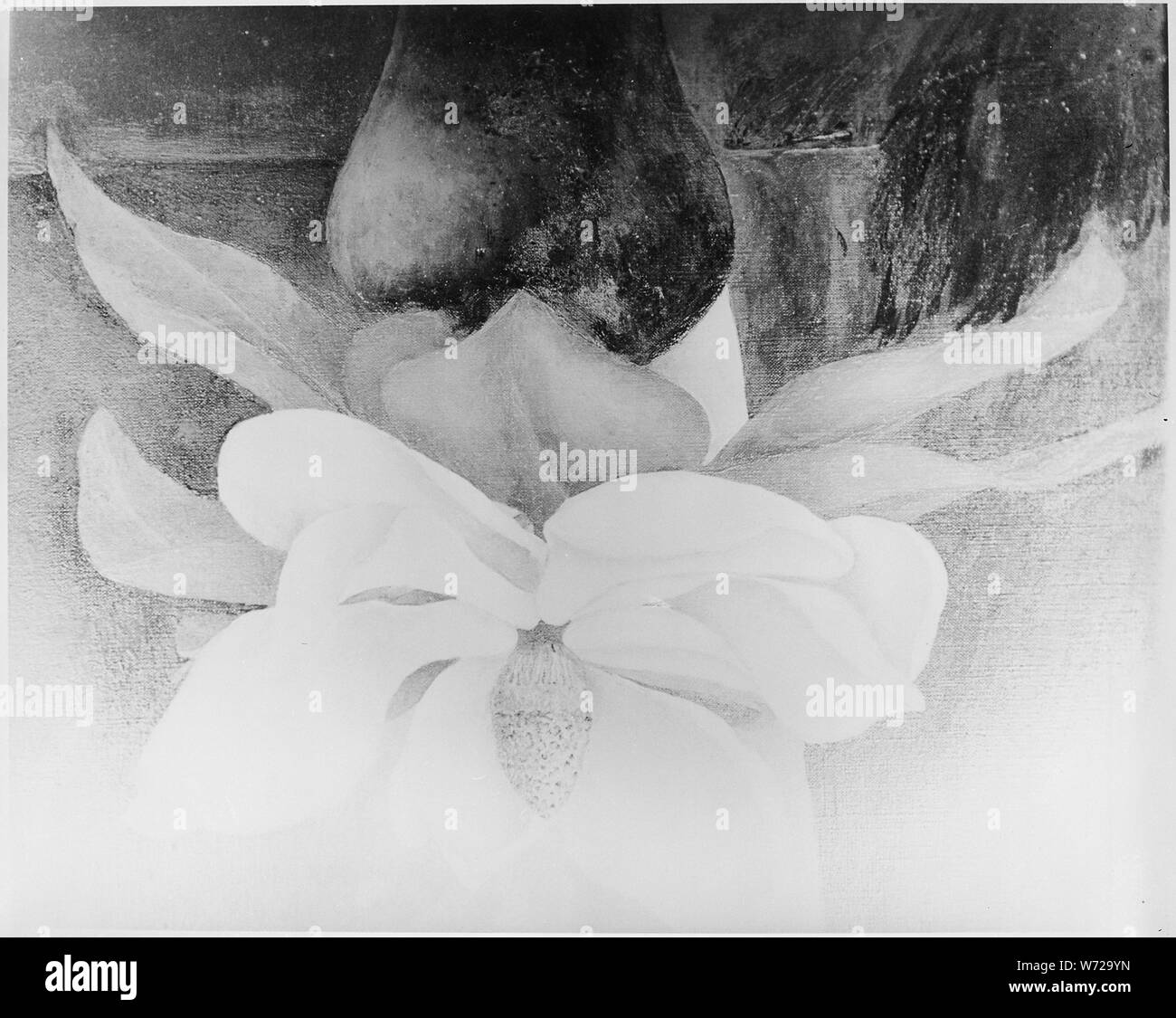 Full Blown Magnolia; General notes: Painting Stock Photo - Alamy