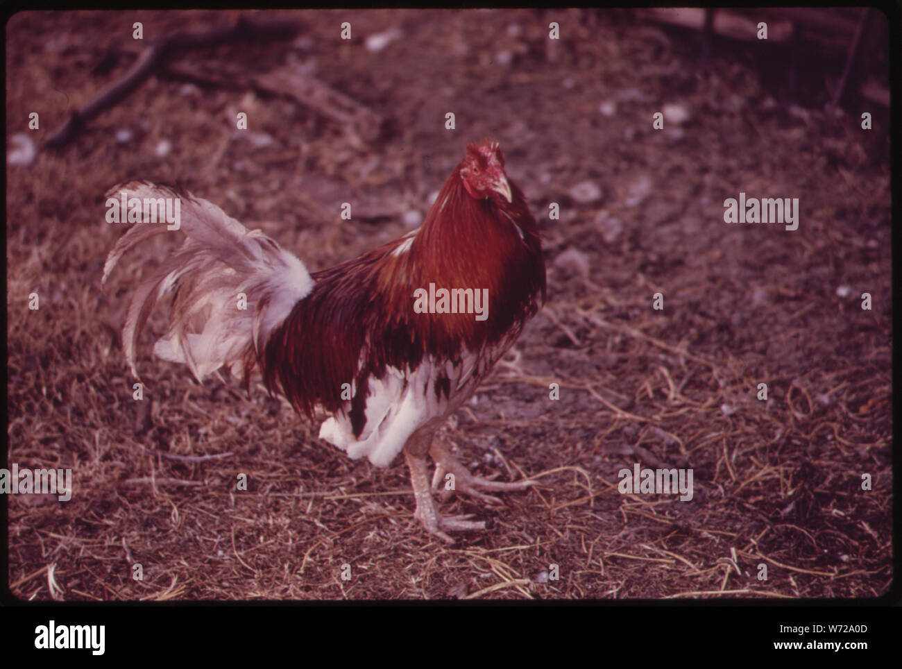 Gamecock hi-res stock photography and images - Alamy