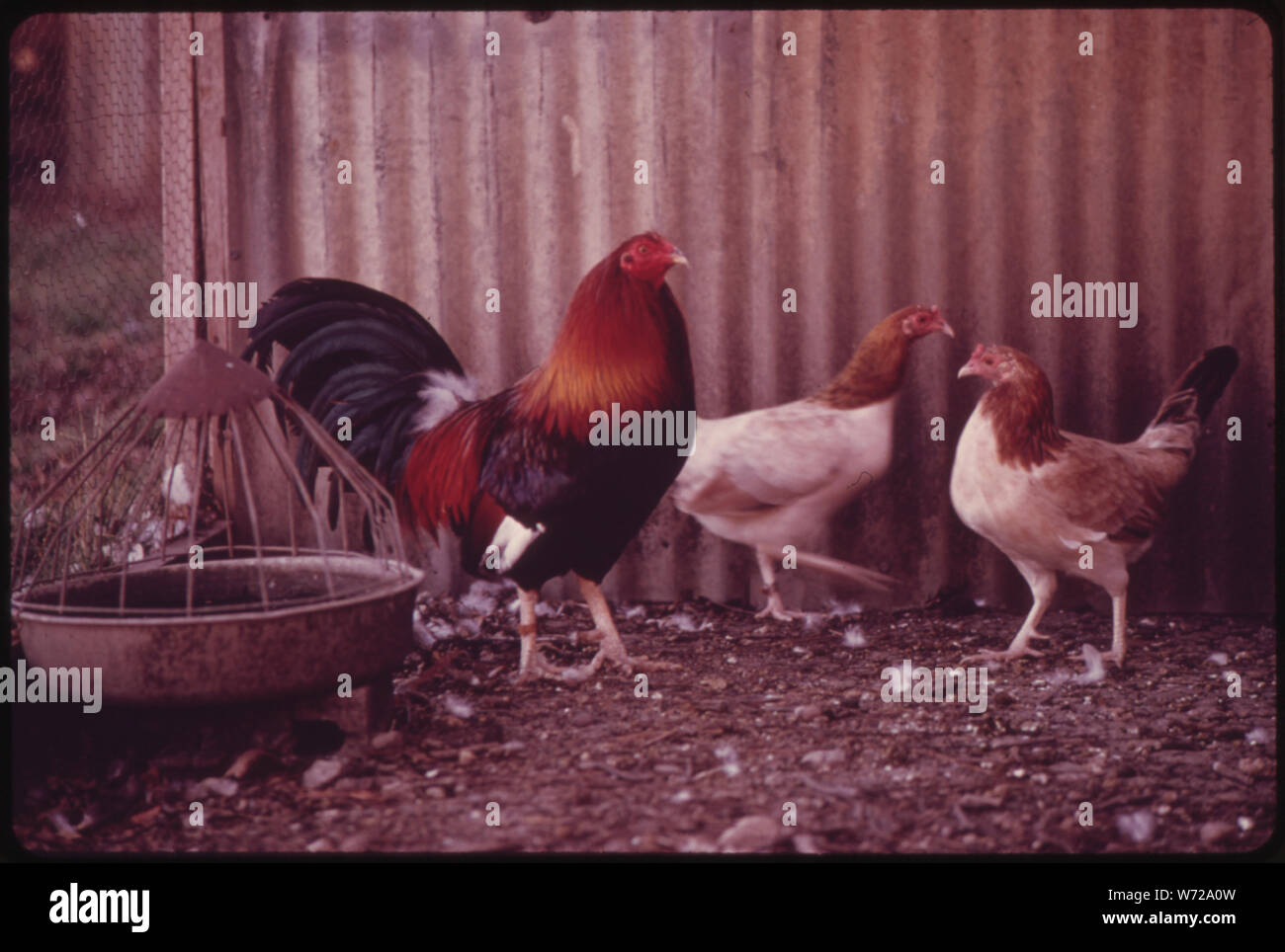 Gamecocks hi-res stock photography and images - Alamy