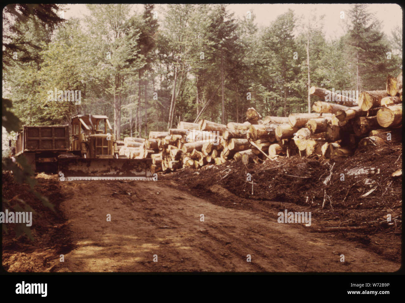 Hardwood logs, ready for trucking, stacked beside logging road on land ...