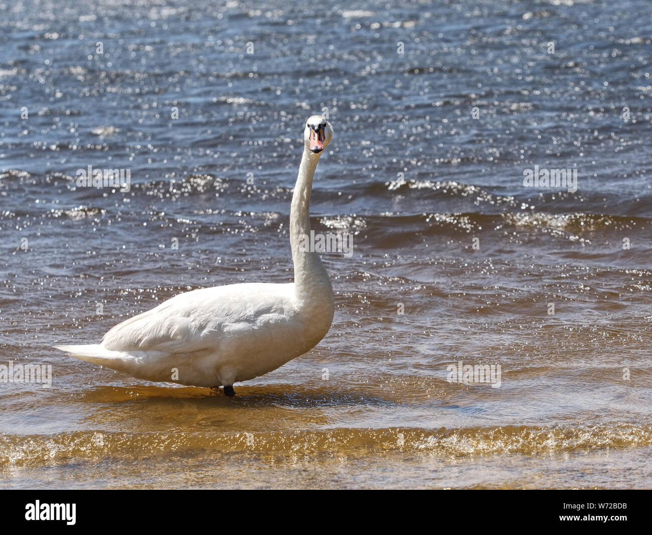 Wild fat swan feeding close to lake bank. White wild swan Stock Photo ...