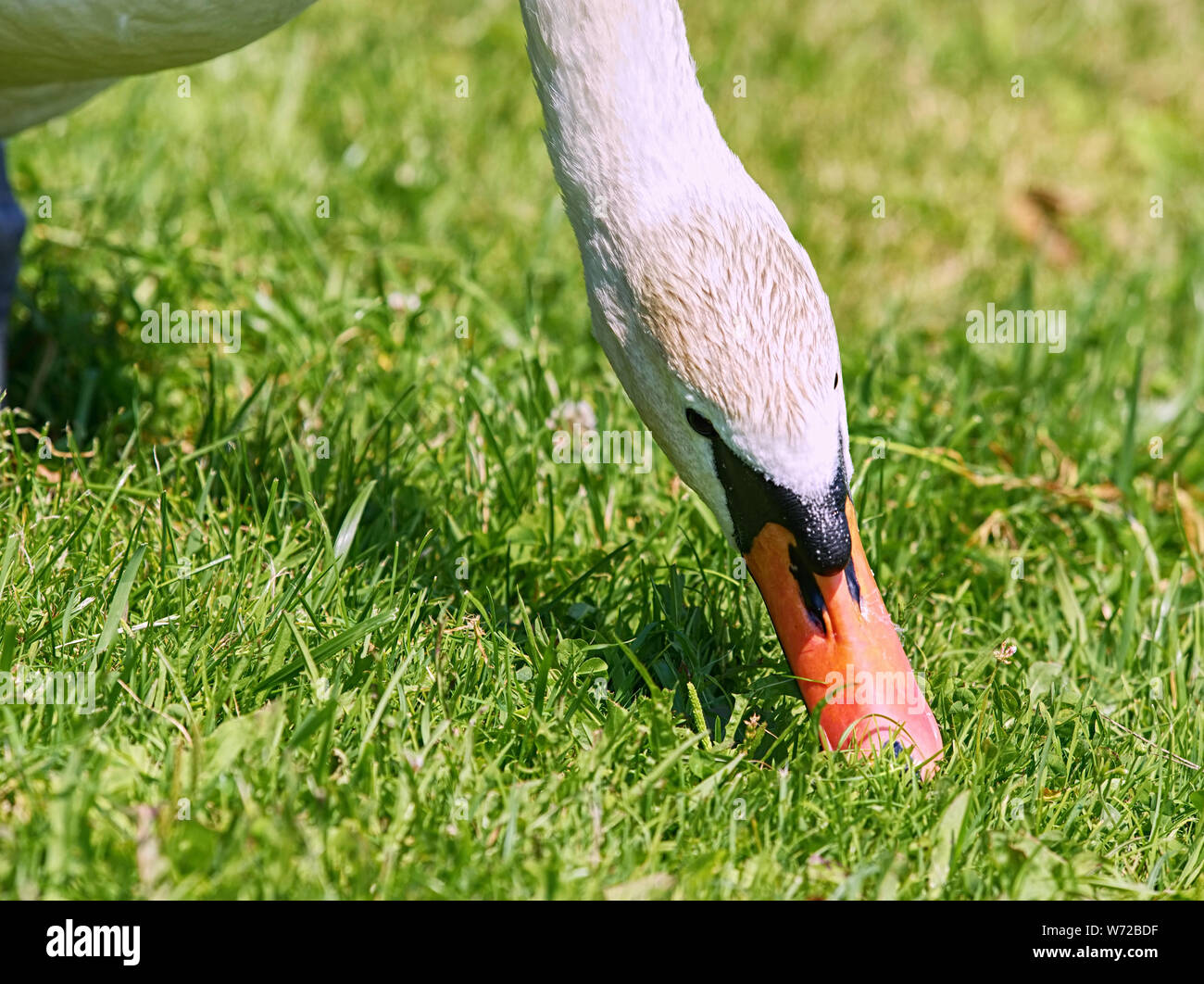 Wild fat swan feeding close to lake bank. White wild swan Stock Photo ...