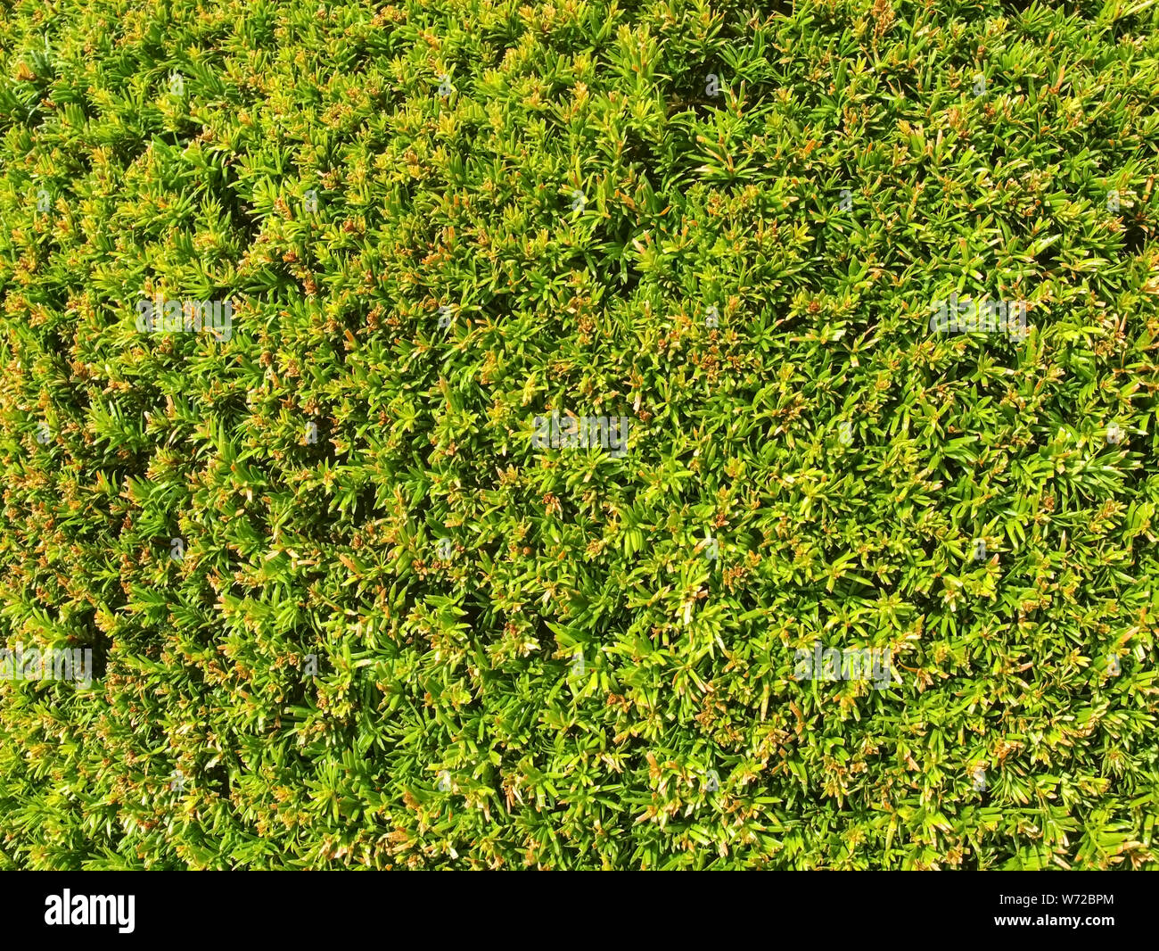 Green hedge of thuja trees. Green hedge of the tui tree, Evergreen ...