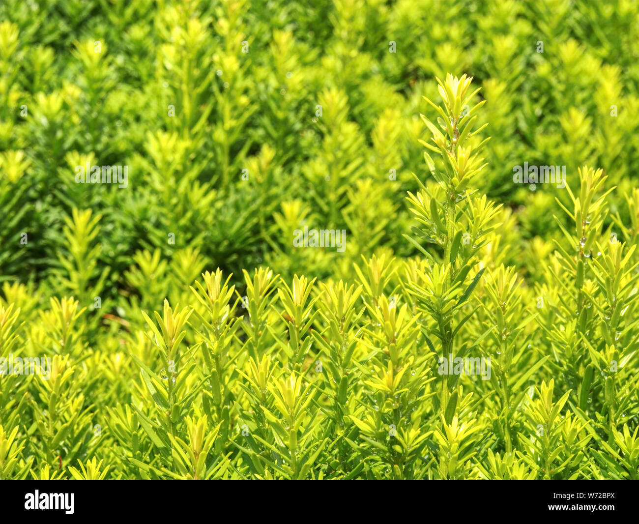 Hedge of evergreen plant with ownership separation function. Popular ...