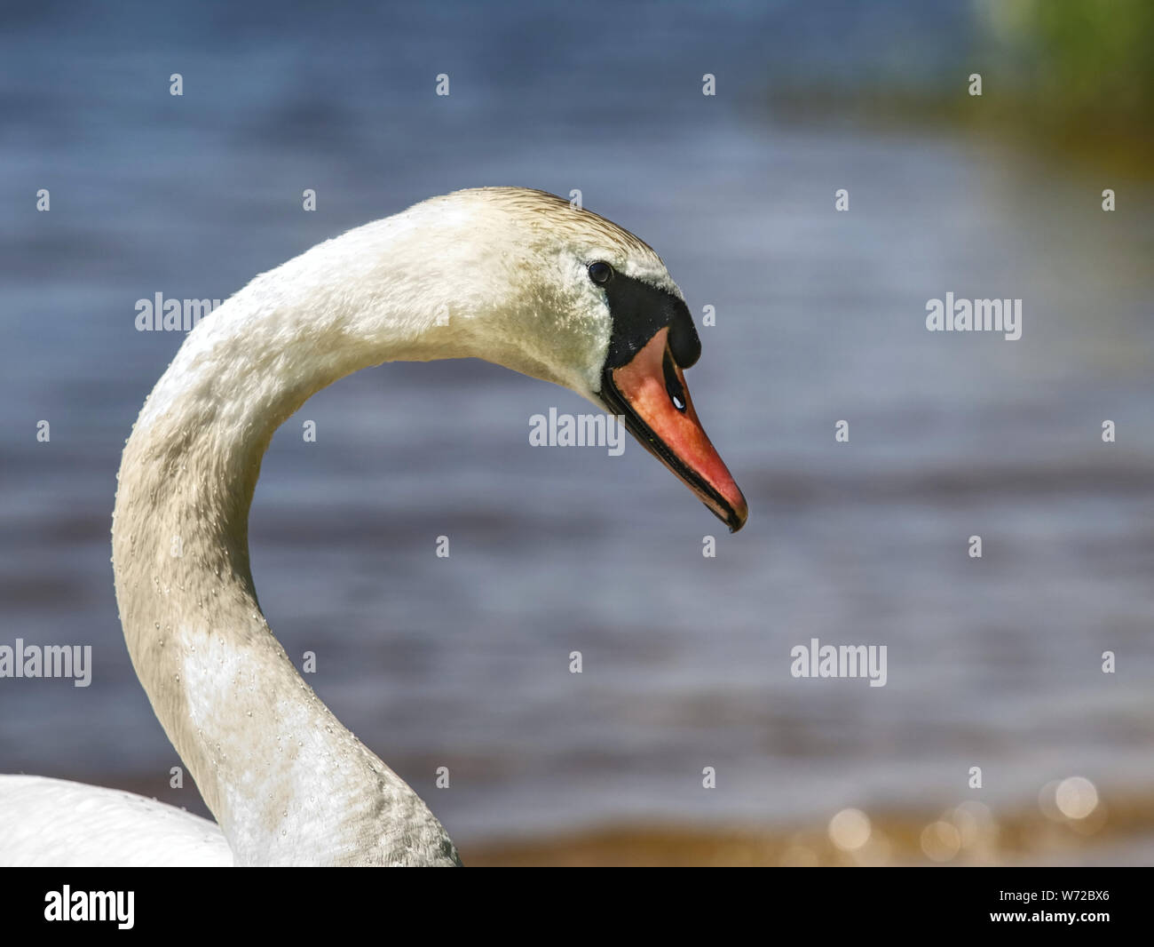 Breeding wild swan feeding hi-res stock photography and images - Alamy