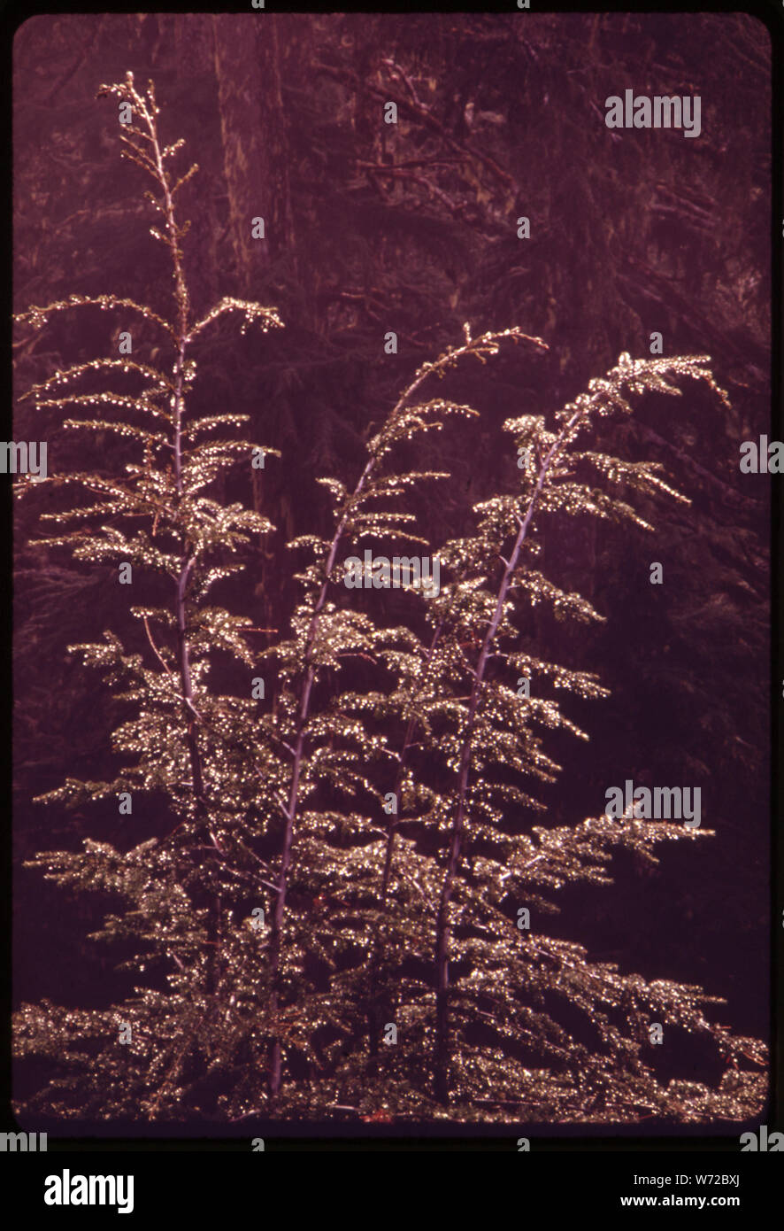 The hemlocks hi-res stock photography and images - Alamy