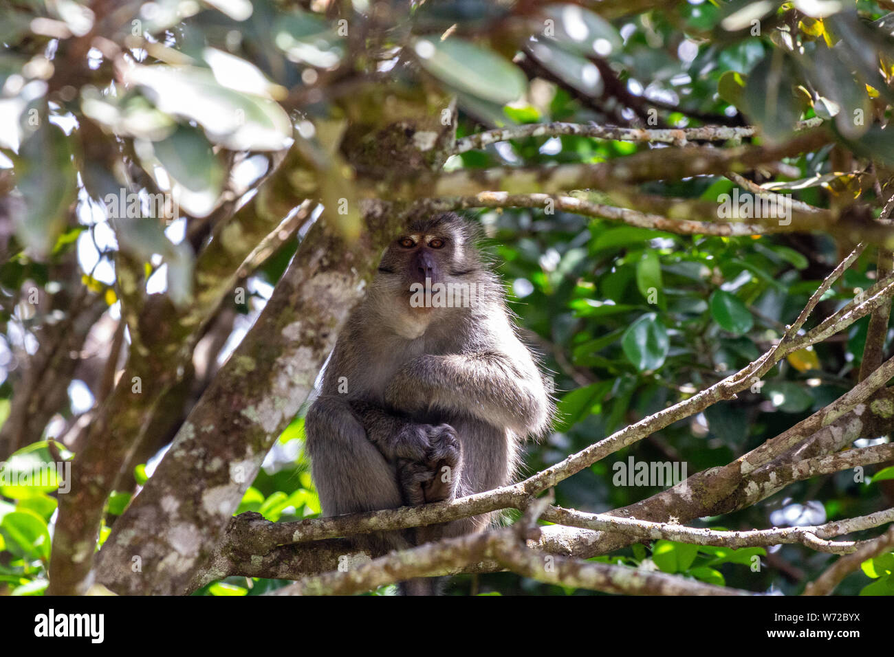 Free living monkey sitting on a tree on Mauritius island Stock Photo ...