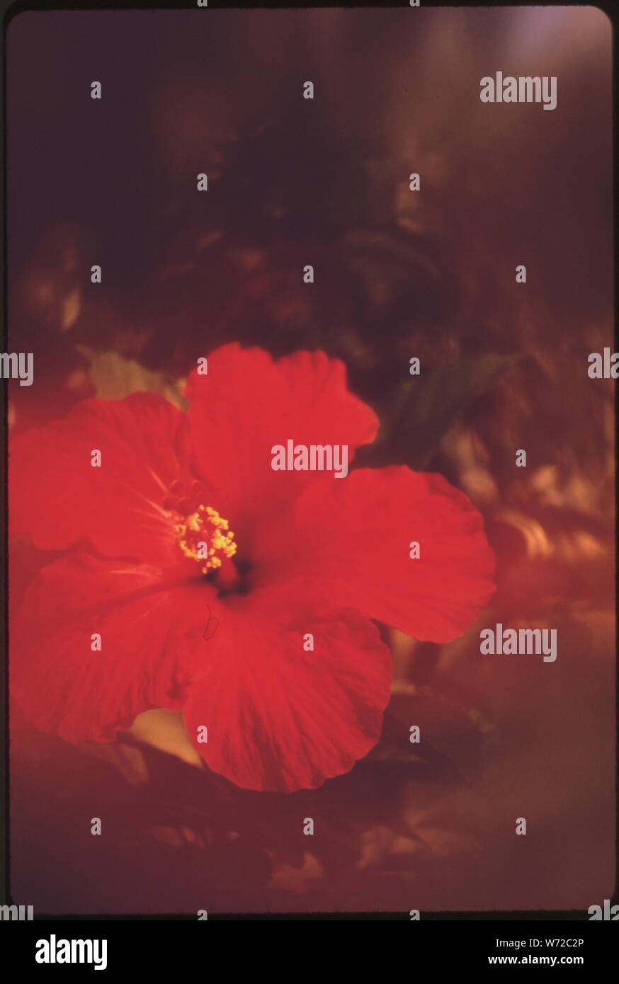 HIBISCUS FLOWERS THRIVE ON ALL THE ISLANDS Stock Photo - Alamy