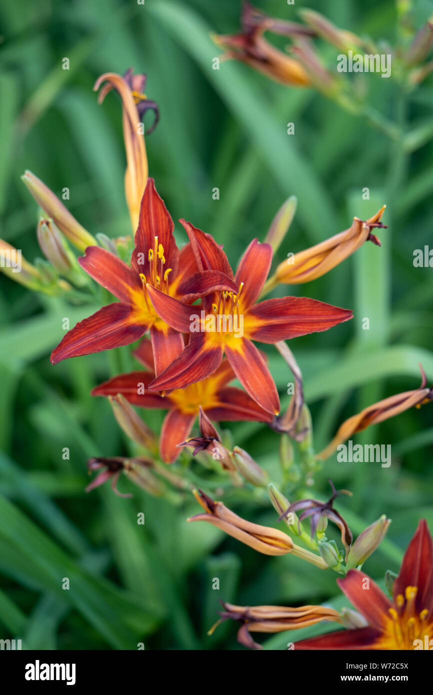 Daylily (Hemerocallis 'Ruby Spider') lily Stock Photo - Alamy