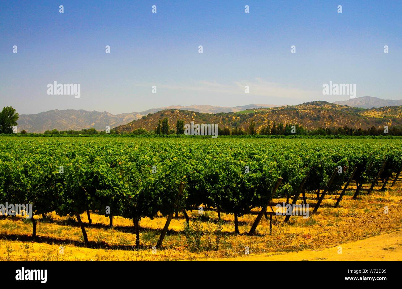 View on green vineyard contrasting with yellow orange color ground and ...