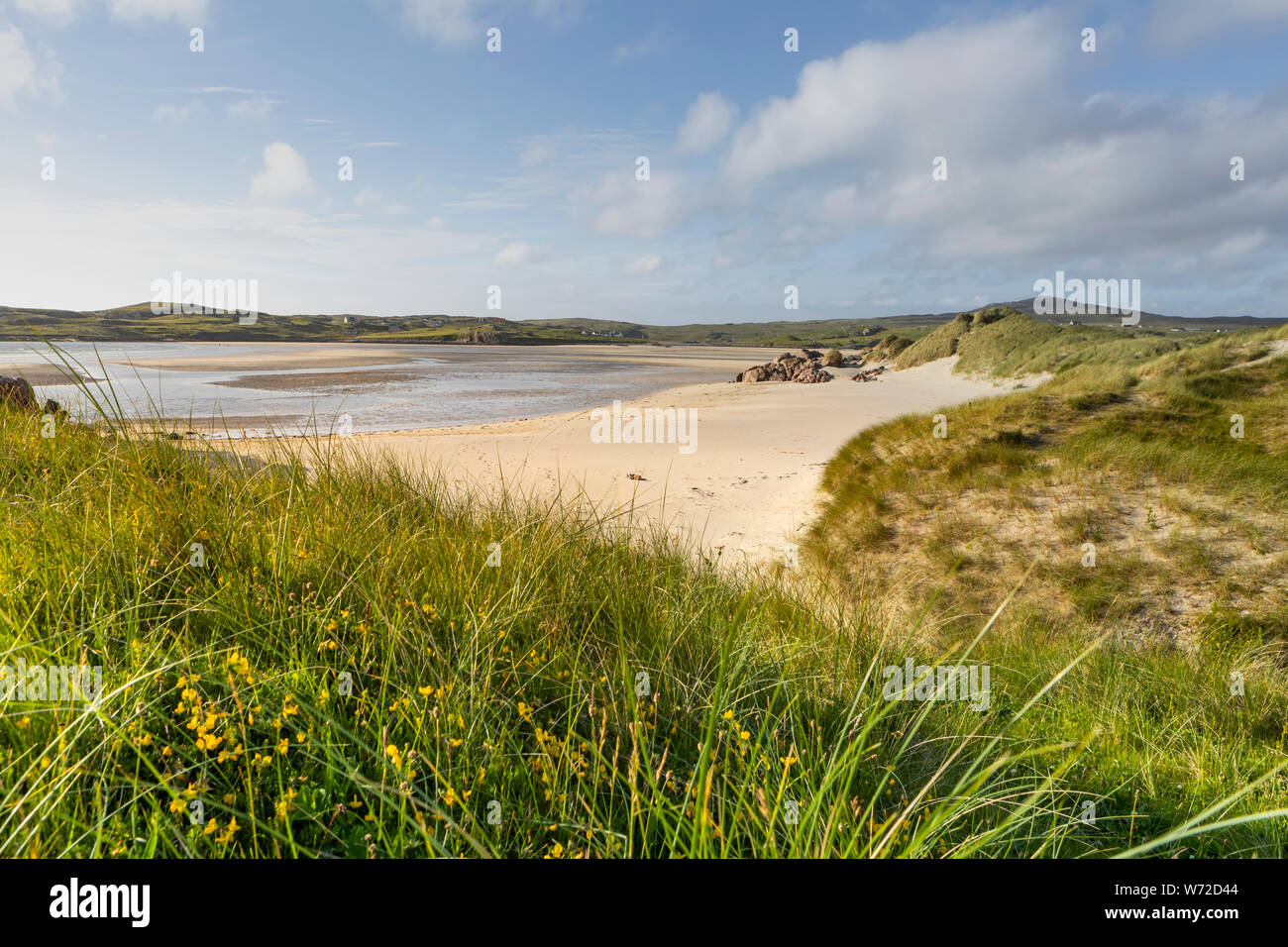 sandy beach with dune grass in Scotland, Isle of Lewis at low tide ...