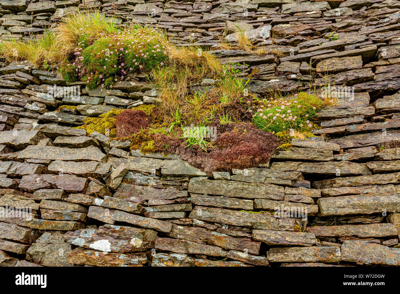 Natural limestone wall with plants and flowers between stones in the ...