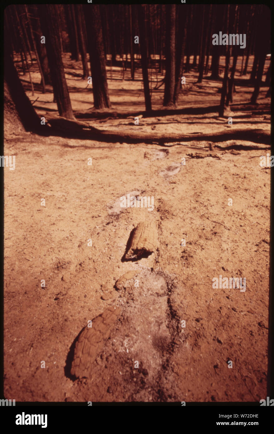 IN AUGUST, 1973 A MAJOR FOREST FIRE SWEPT THROUGH 17,470 ACRES OF THE ...