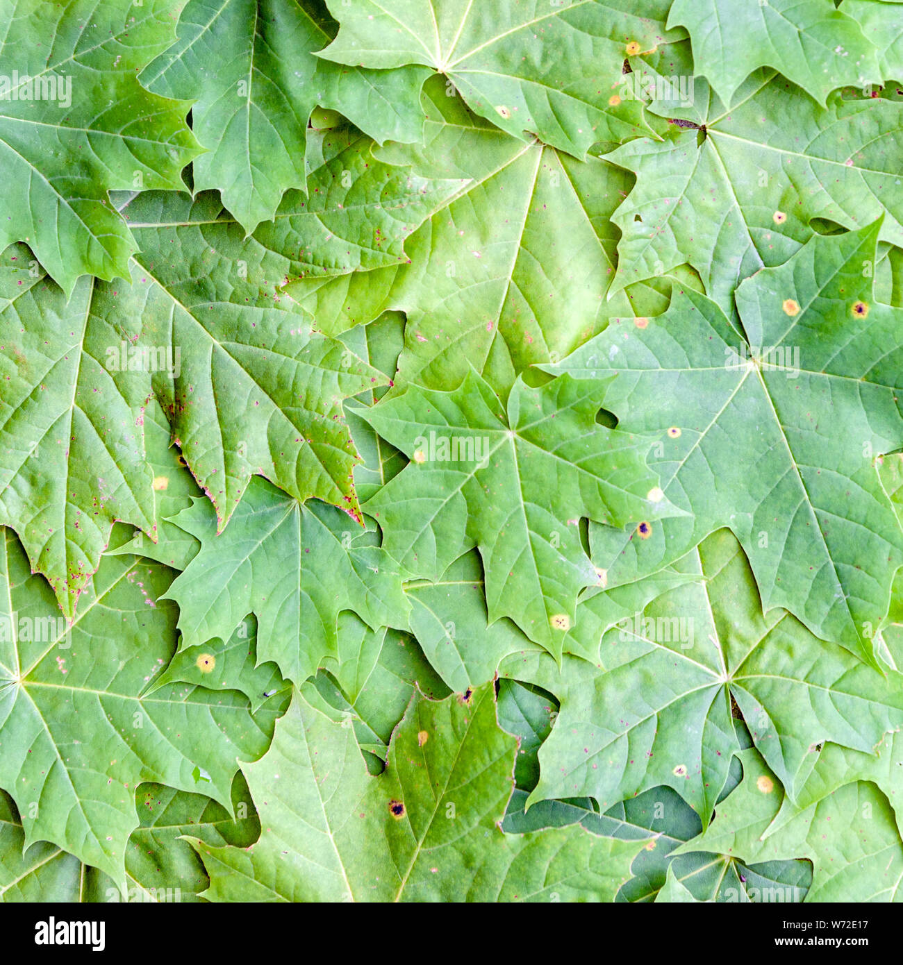 Maple Tree Leaves Texture 9,877 Maple Leaves Texture Effects Images,