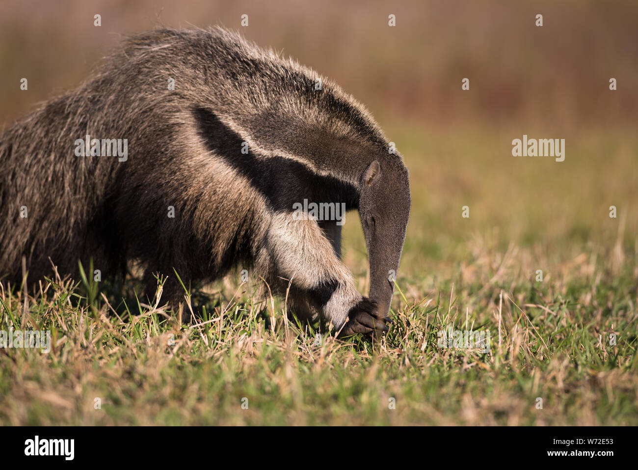 A Giant Anteater from Pantanal, Brazil Stock Photo - Alamy