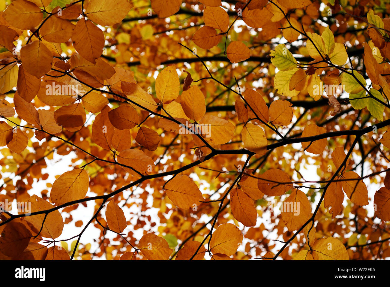 Red beech leaves hi-res stock photography and images - Alamy