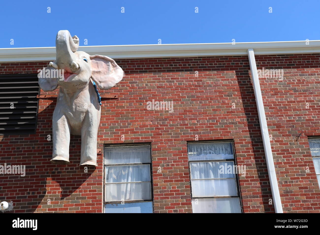 Elephant Out The Window Stock Photo - Alamy