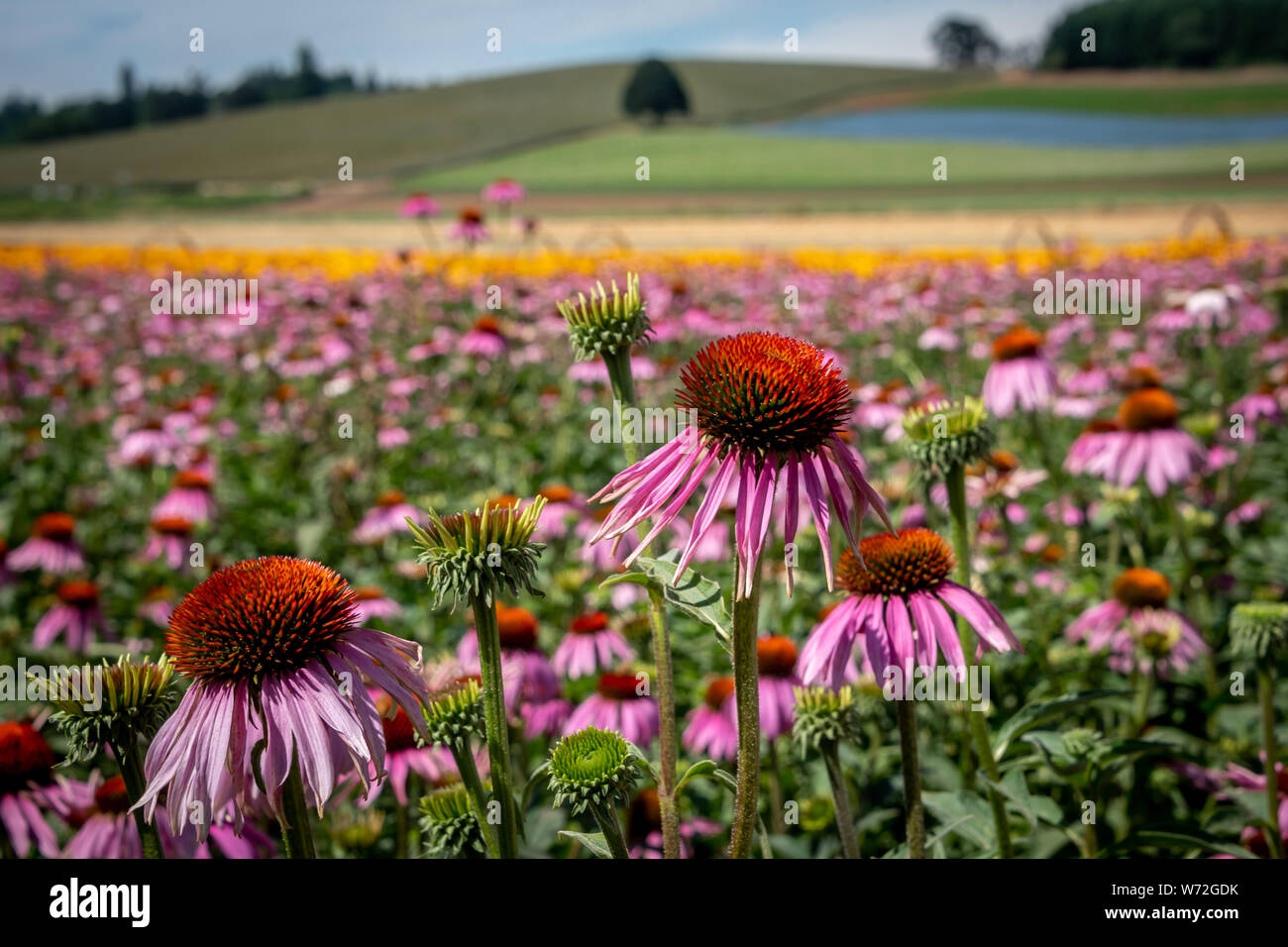 Echinacea at foreground of colorful flower fields at flower seed farm ...