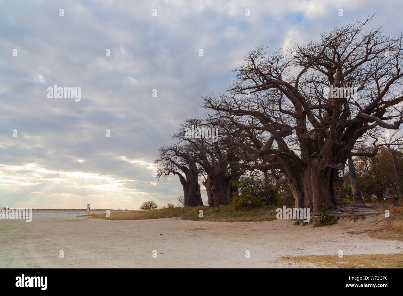 Baines Baobab trees with clouds Stock Photo - Alamy