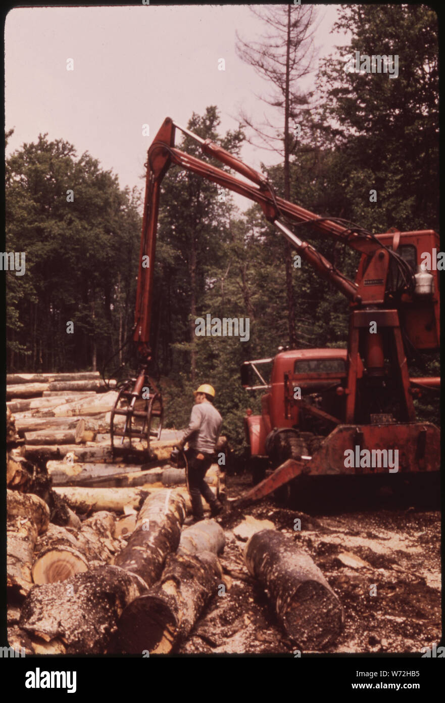 LOADER AT WORK BESIDE LUMBERJACK ON INTERNATIONAL PAPER COMPANY LAND ...