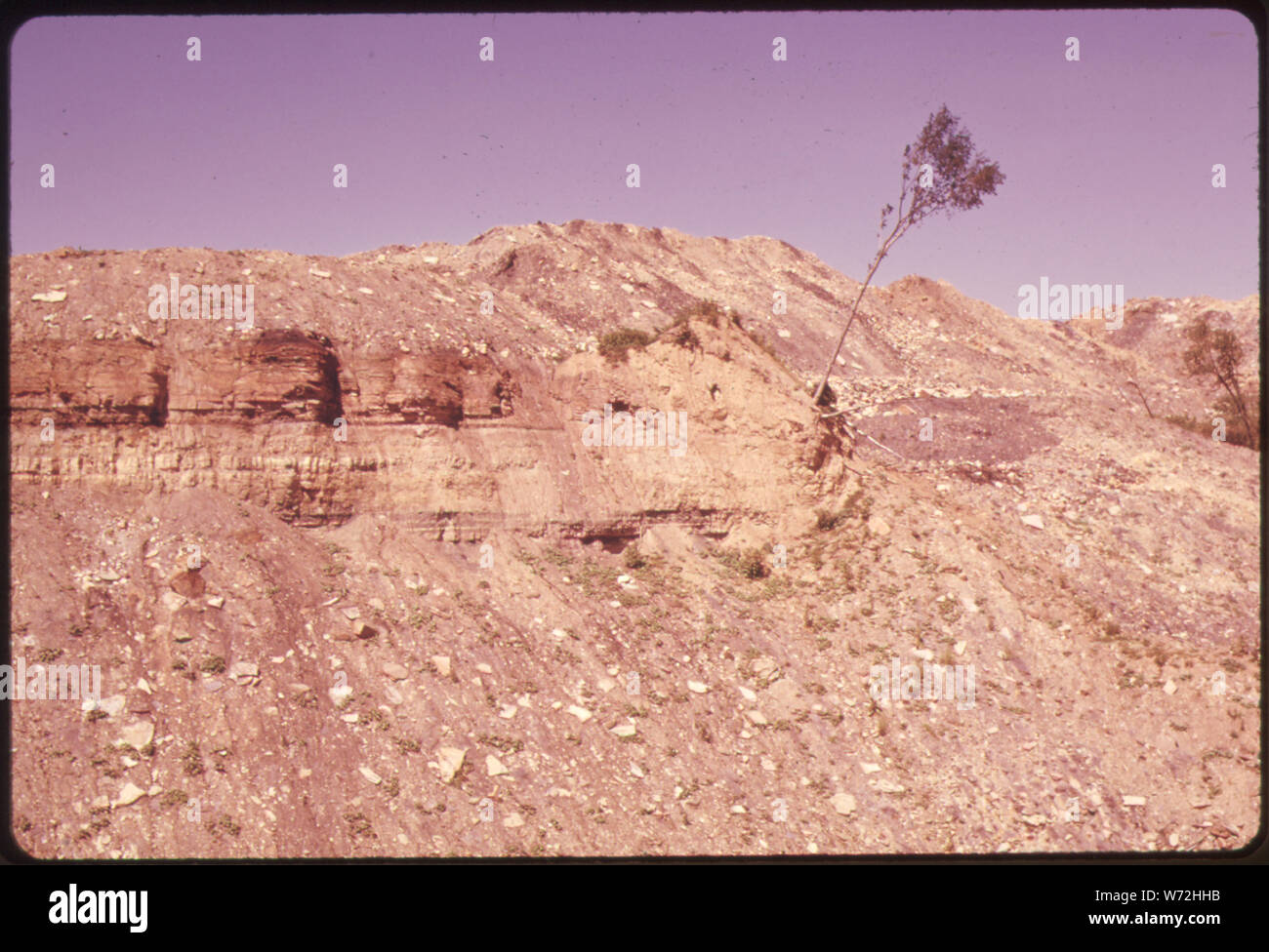 LONE TREE STRUGGLES FOR LIFE AMONG BUTTES CREATED BY COAL COMPANY STRIP ...