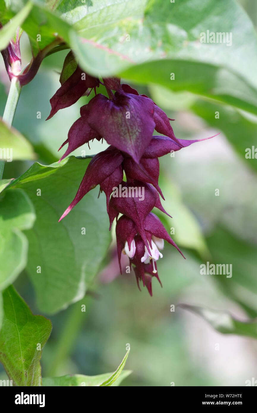 Leycesteria formosa. Himalayan Honeysuckle flower Stock Photo - Alamy