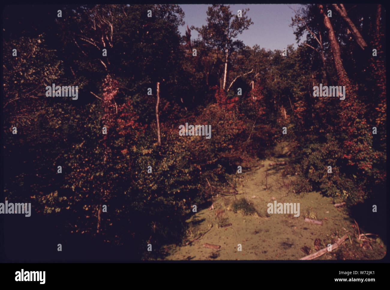 MARSHY AREA TOPPED WITH ALGAE NORTH OF DEEP LOCK QUARRY, A PART OF THE ...