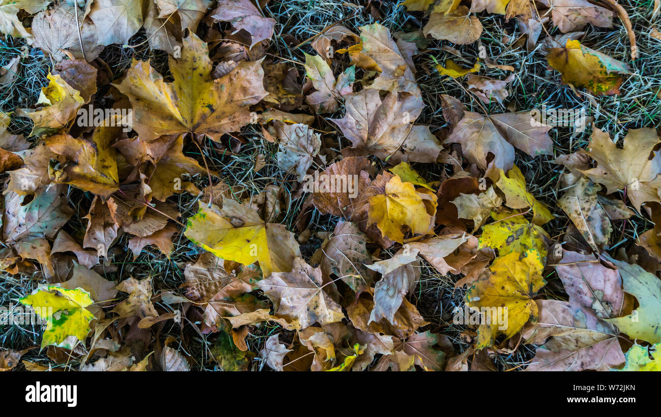 autumn foliage on the ground Stock Photo - Alamy